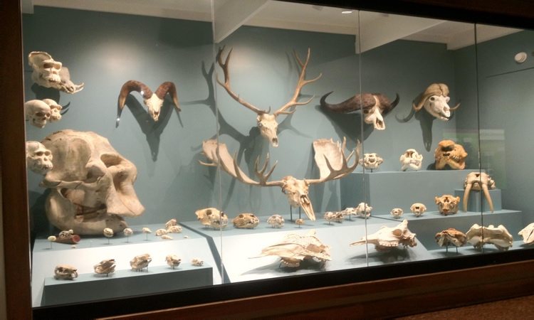 The 30 Most Amazing Higher Ed Natural History Museums - Best College ...